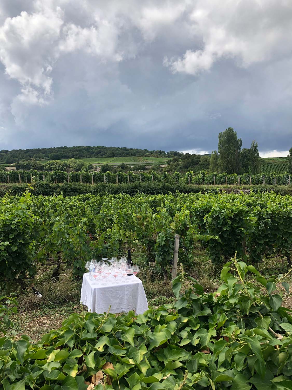 The Wine Oracle, a global leader in wine education